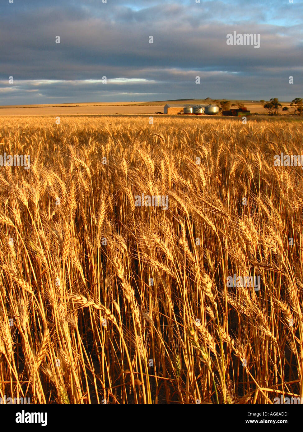 Wheat crops High resolution digital camera image Stock Photo - Alamy