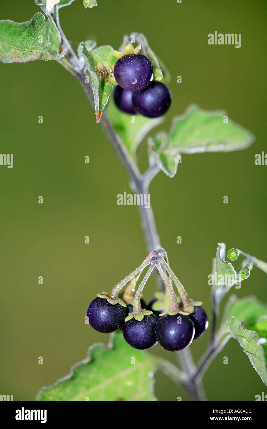 Black nightshade Solanum nigrum berries Spain Stock Photo - Alamy