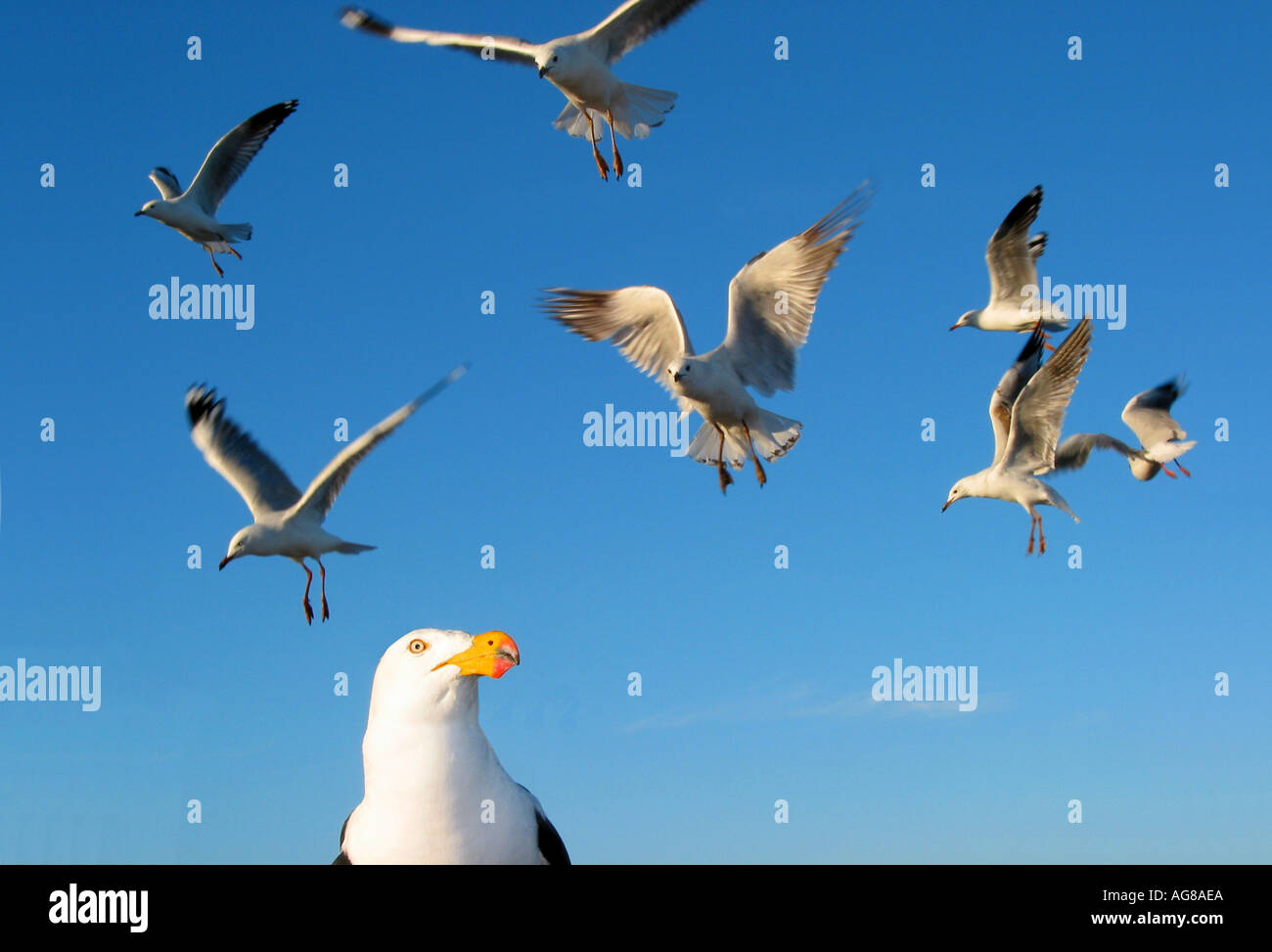 High resolution image seagull hi-res stock photography and images - Alamy