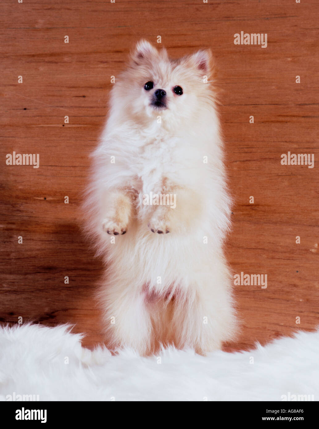 Pomeranian on two legs Stock Photo - Alamy