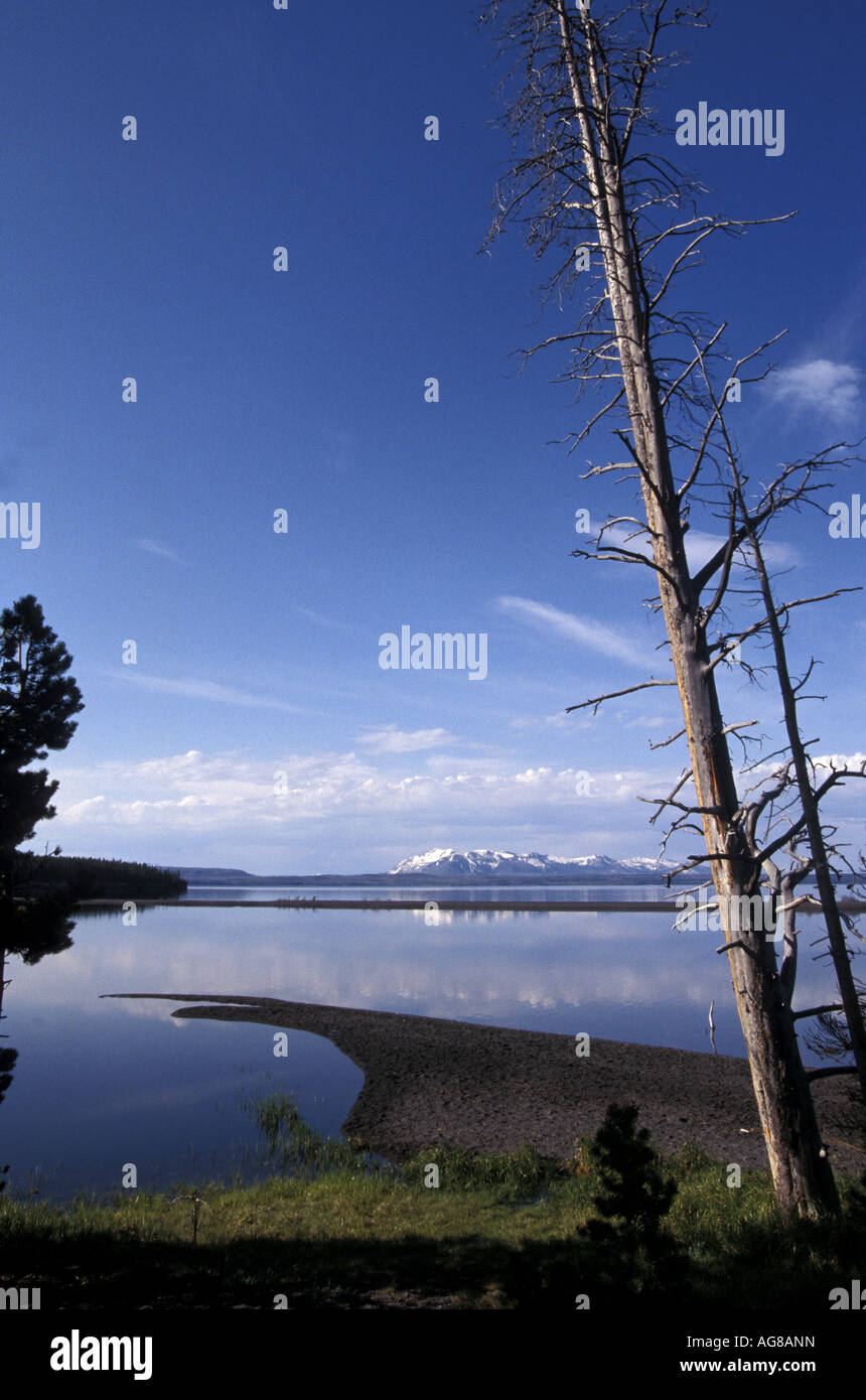 Yellowstone Lake old dead tree mountains calm flat water reflection ...