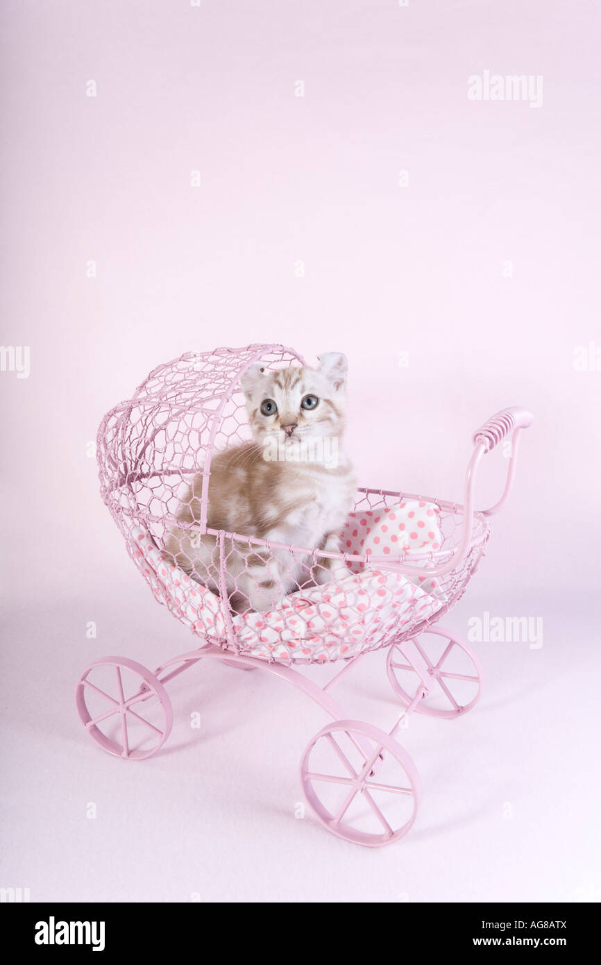 Kitten in pink baby stroller on pink background Stock Photo - Alamy