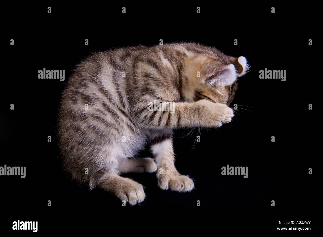 Kitten hiding face with paw on black background Stock Photo - Alamy