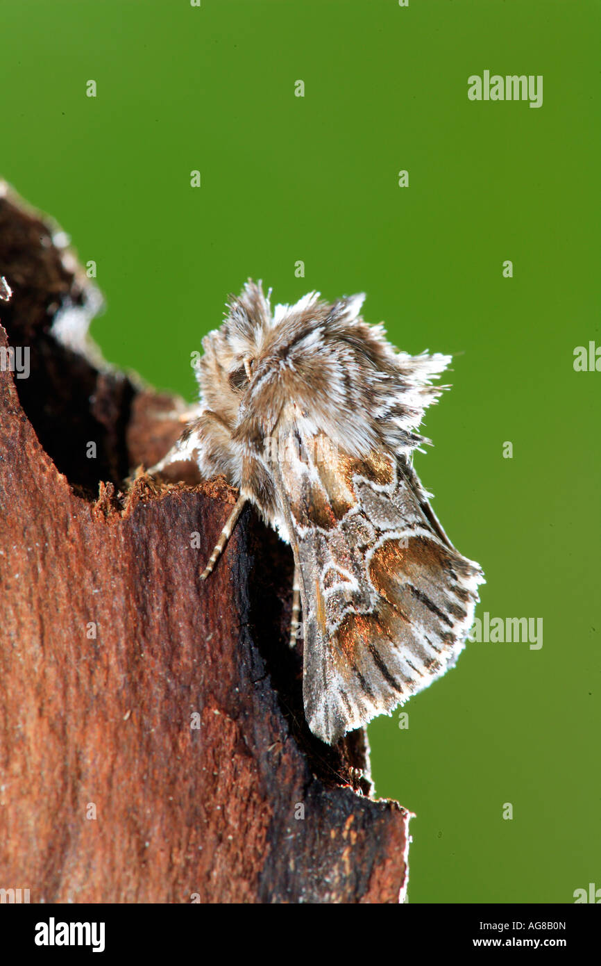 Processionary moth Thaumetopoea sp Spain Stock Photo - Alamy