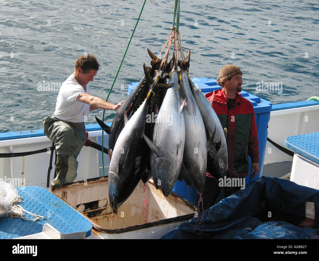 Unloading tuna High resolution digital camera photo Stock Photo - Alamy