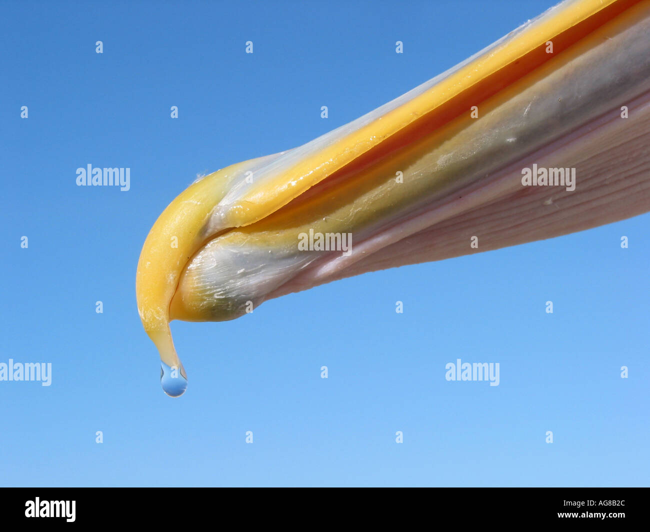 Water dripping off beak hi-res stock photography and images - Alamy