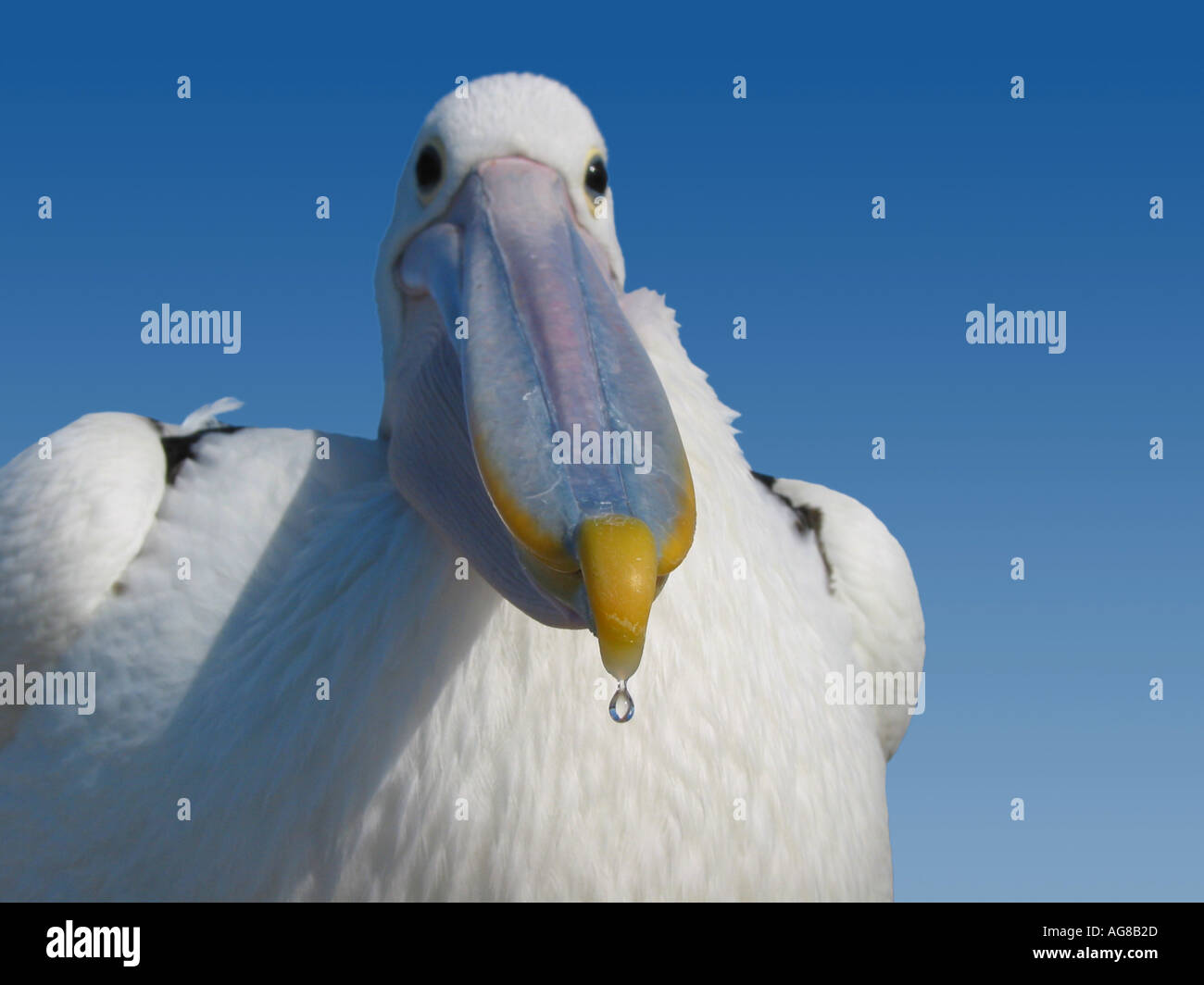 Water dripping off beak hi-res stock photography and images - Alamy