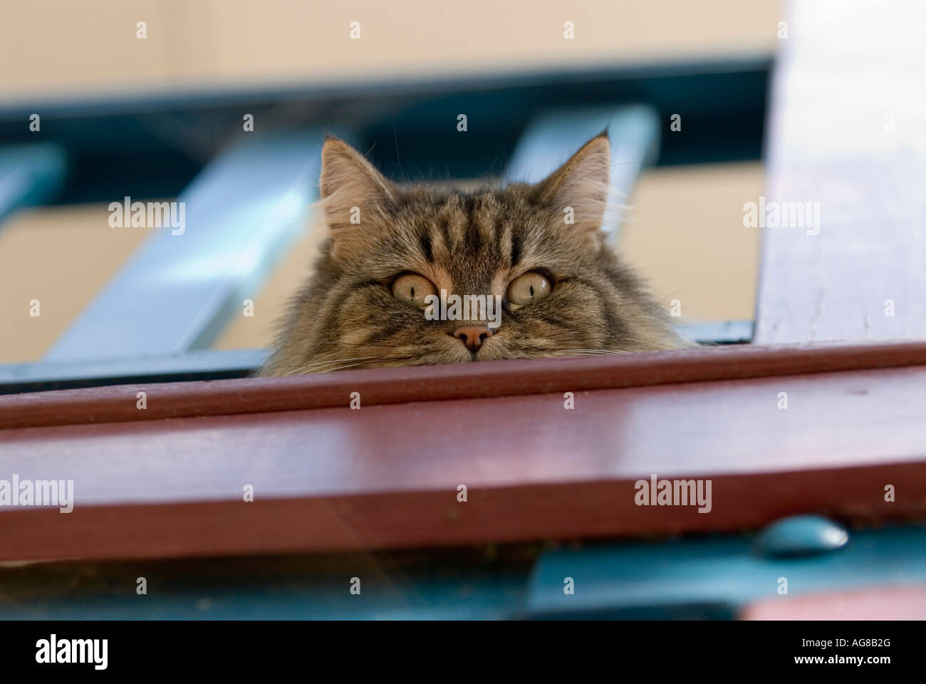 Fluffy cat looking over edge of upper story of house Stock Photo - Alamy