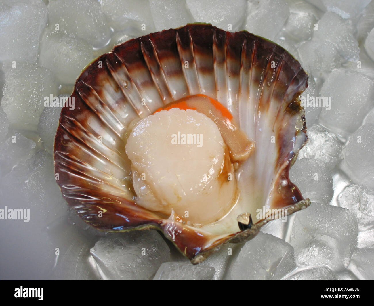 Scallop on ice High resolution digital camera photo Stock Photo - Alamy