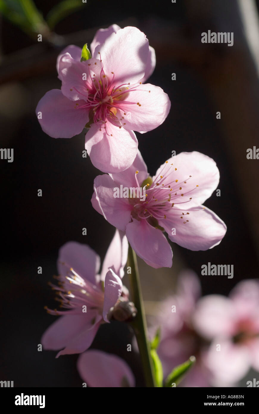 Tropical peach tree blossoms Brisbane Queensland Australia Stock Photo ...