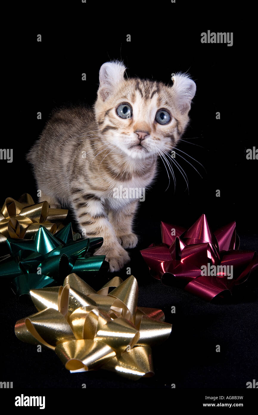 Cute kitten caught playing in Christmas bows and ribbons on black ...