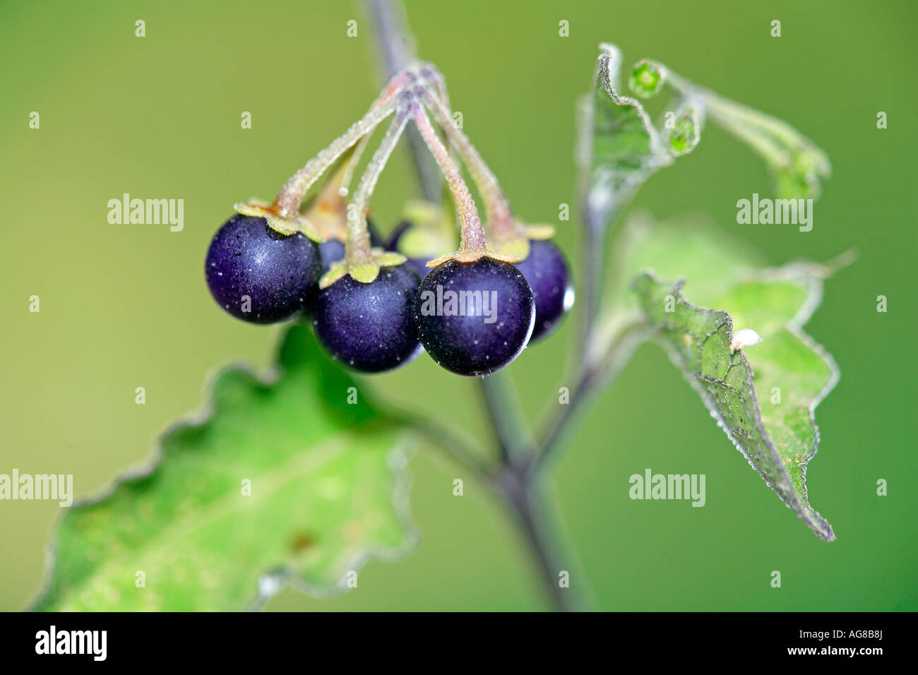 Black nightshade Solanum nigrum berries Spain Stock Photo - Alamy