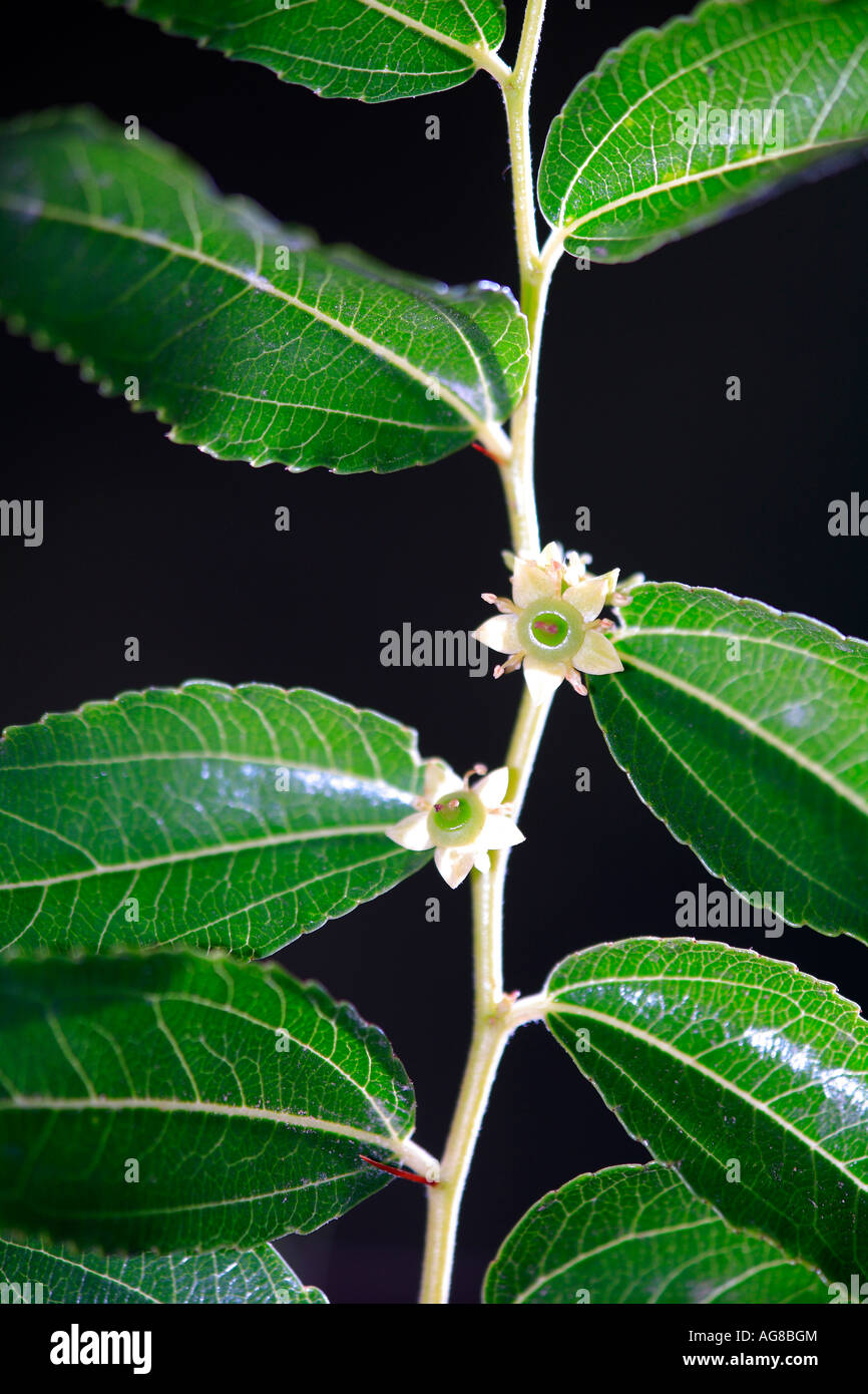 Chinese jujube Ziziphus jujuba flowers Spain Stock Photo - Alamy