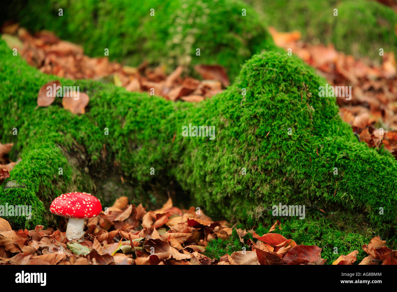 Fly agaric Amanita muscaria growing next to moss covered tree root ...