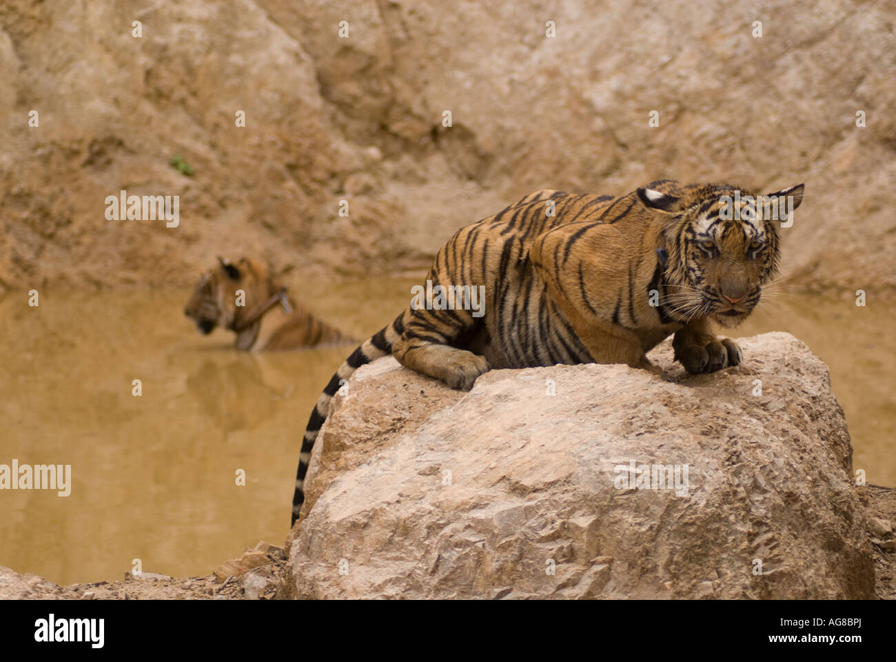 Tigers at the Wat Pha Luang Ta Bua (tiger temple), Buddhist temple in ...