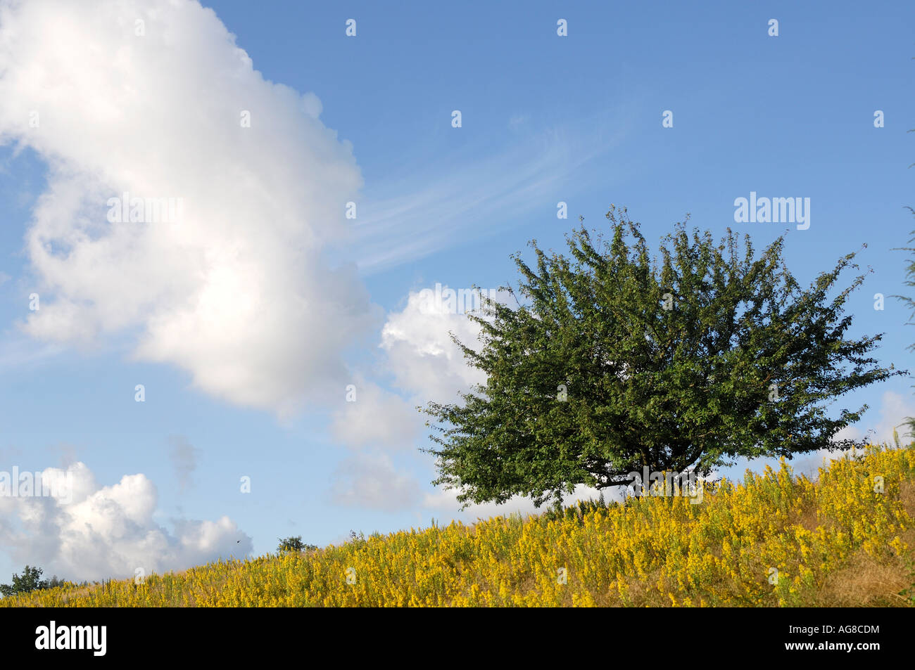 Tree standing in summer meadow Stock Photo - Alamy