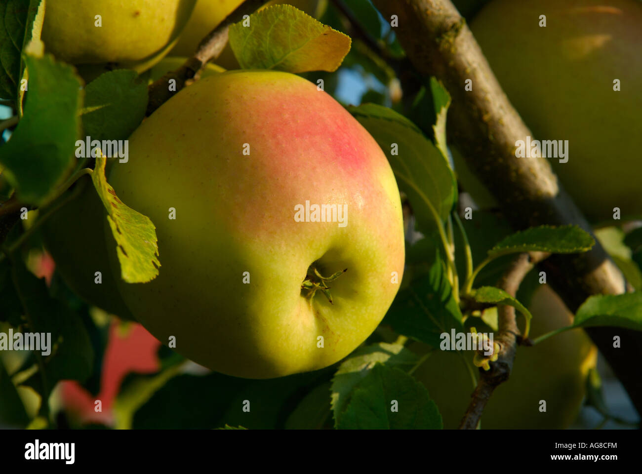 Apple on a tree Stock Photo - Alamy