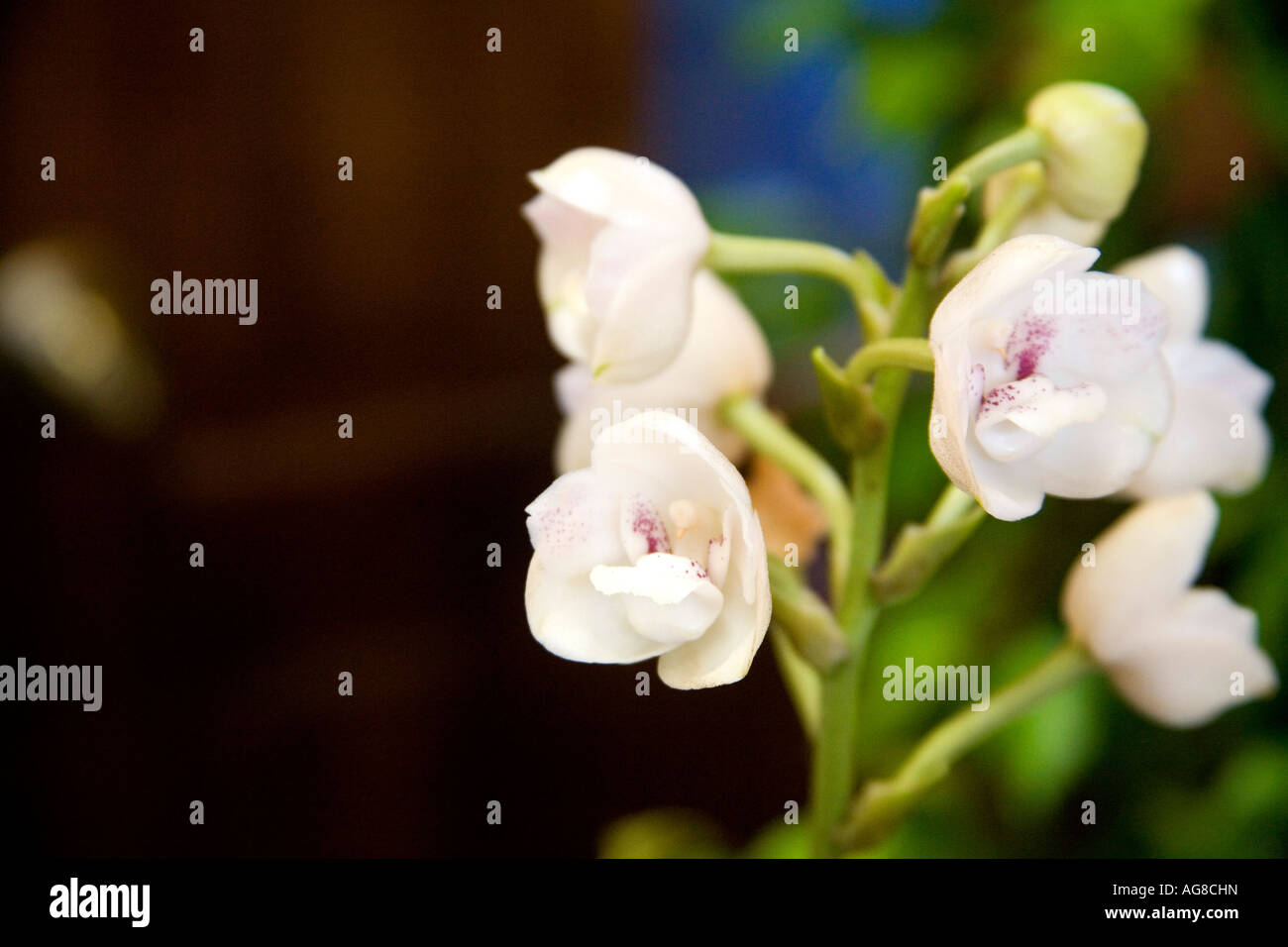 Peristeria elata or Holy Ghost Flower is the National Flower of Panama ...