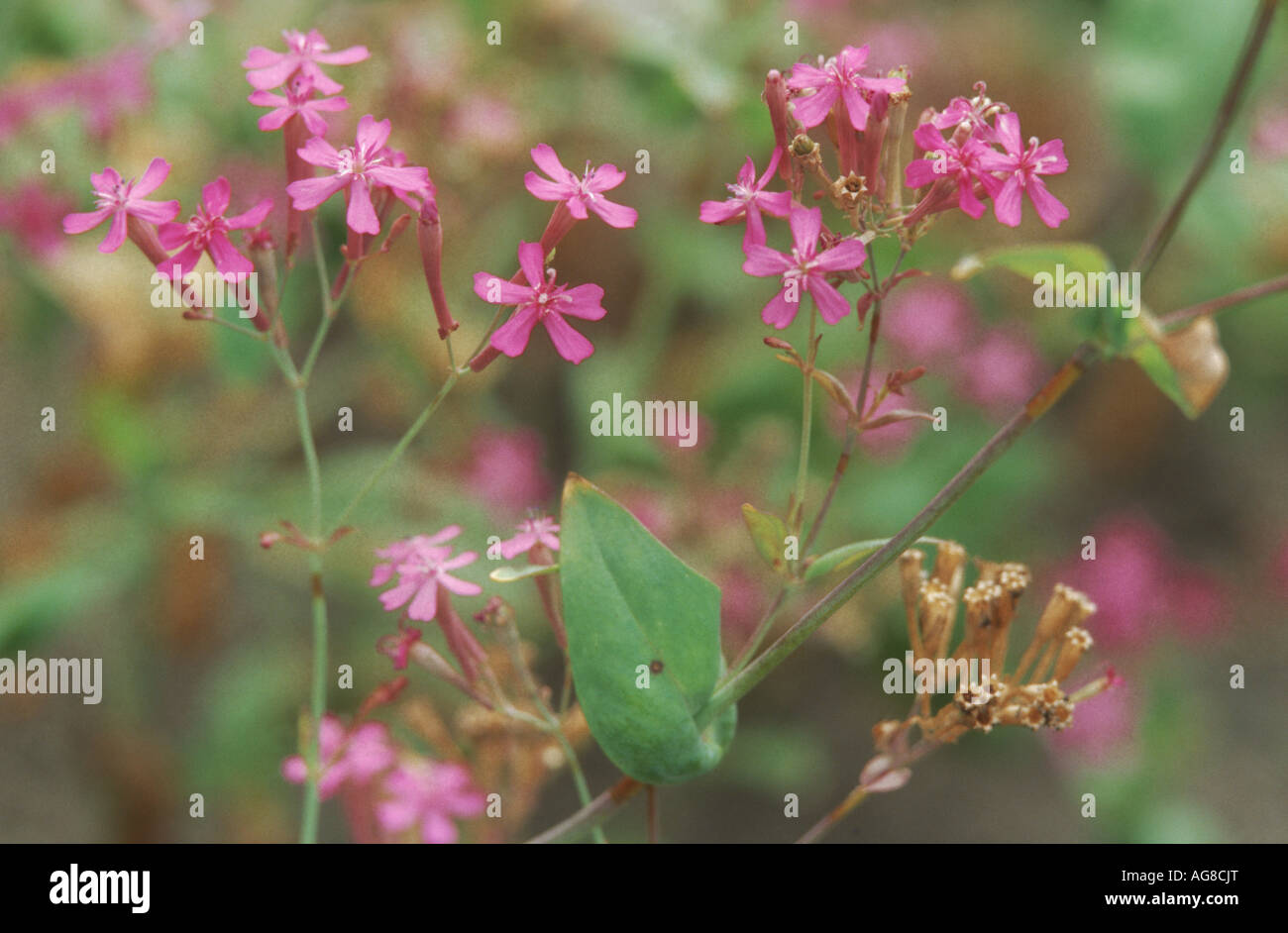 Pleiochasium hi-res stock photography and images - Alamy