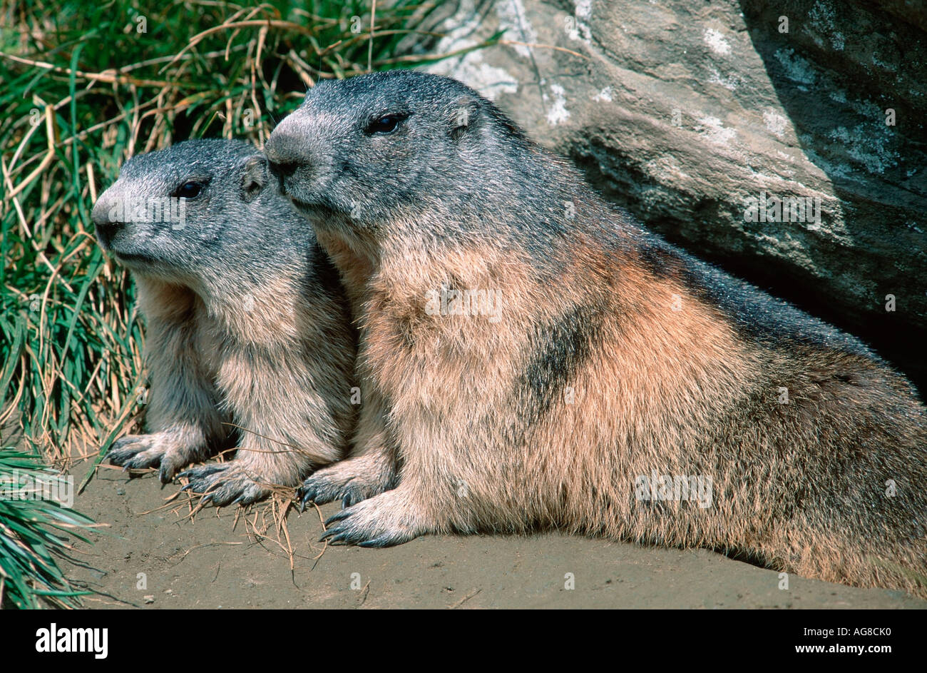 Alpine Marmots, Austria / (Marmota marmota Stock Photo - Alamy