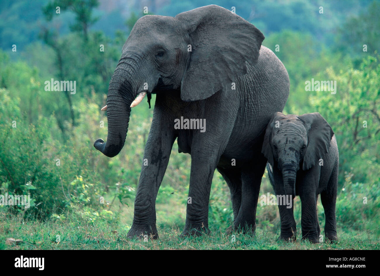 African Elephants, cow with calf, Kruger national park, South Africa ...