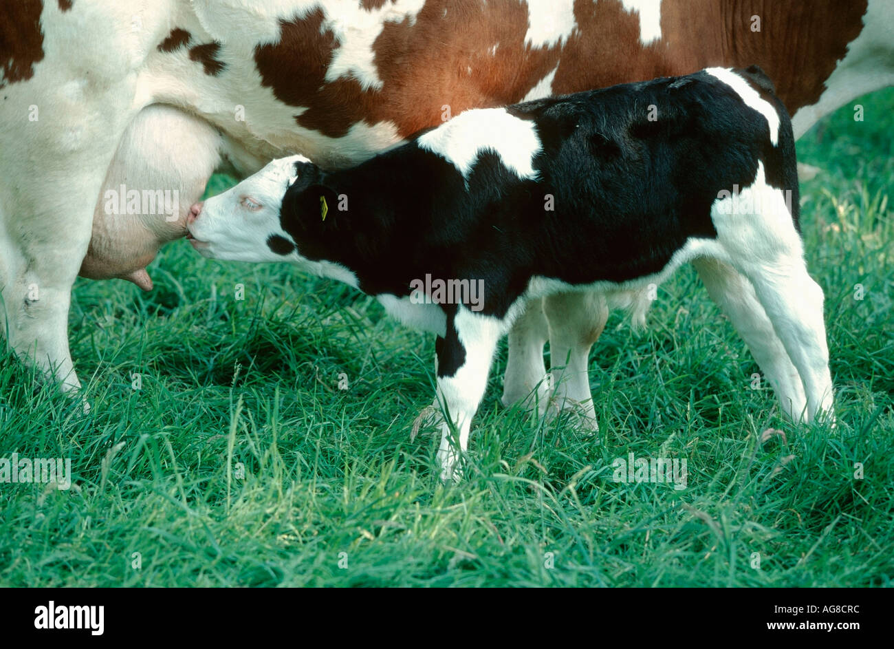 Cow nursing calf Stock Photo - Alamy