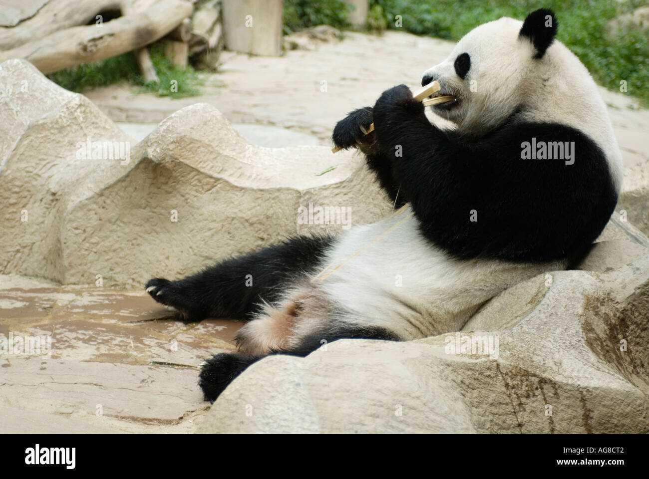 Female giant panda lin hui hi-res stock photography and images - Alamy