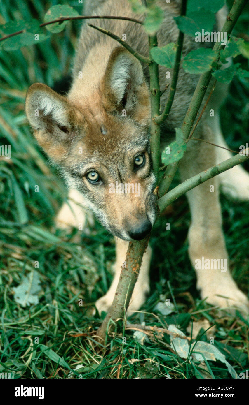Wolf cub / (Canis lupus Stock Photo - Alamy