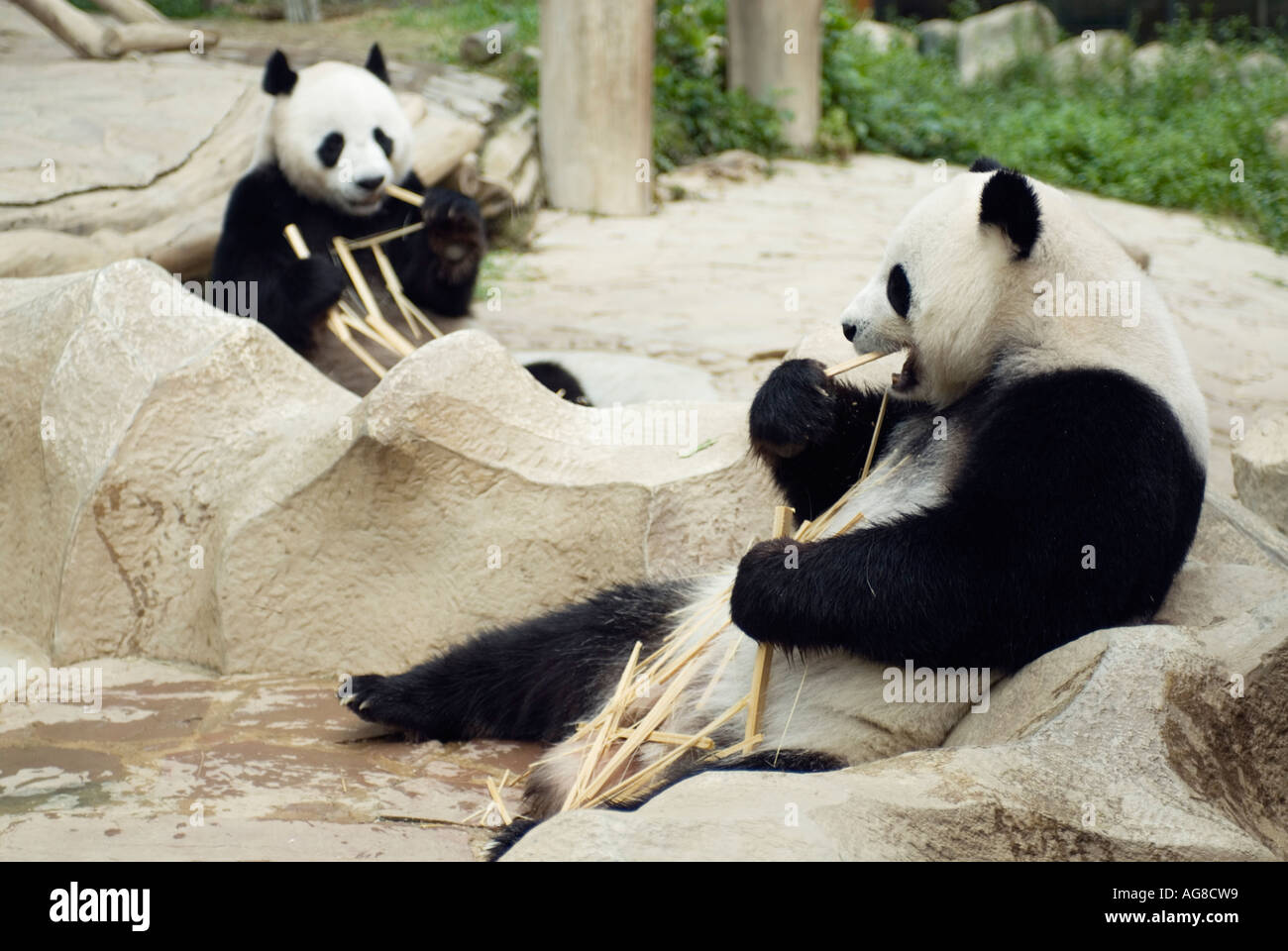 Female giant panda lin hui hi-res stock photography and images - Alamy