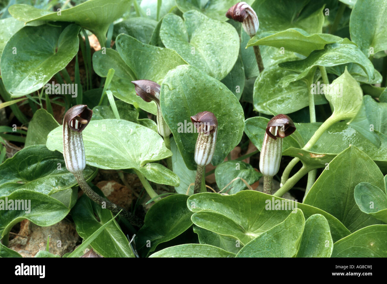 friar's cowl (Arisarum vulgare), blooming, Spain, Majorca Stock Photo ...