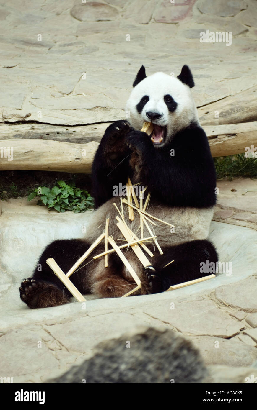 Giant Panda Thailand Chiang Mai Zoo Stock Photo - Alamy