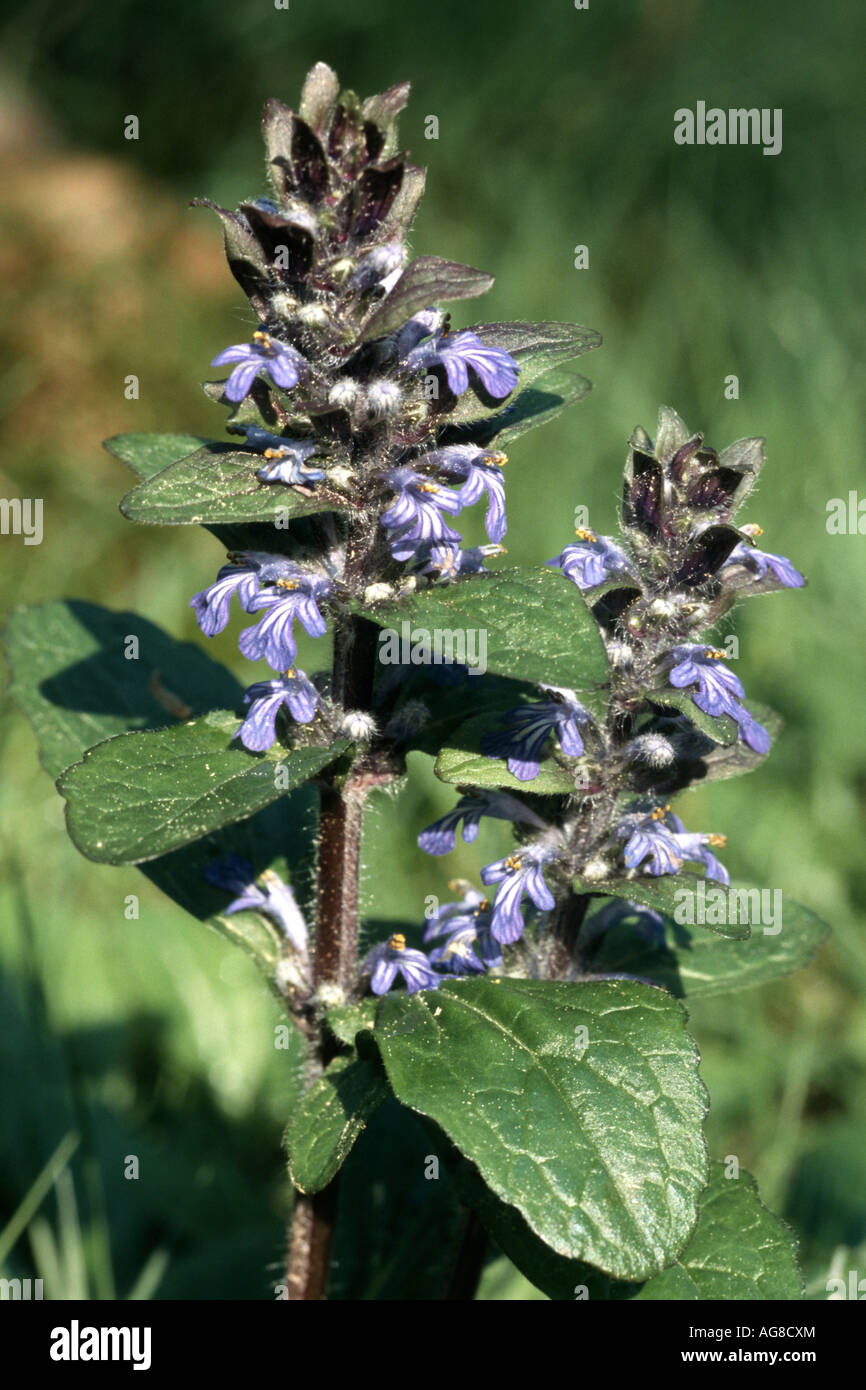 common bugle, creeping bugleweed (Ajuga reptans), blooming, Germany ...