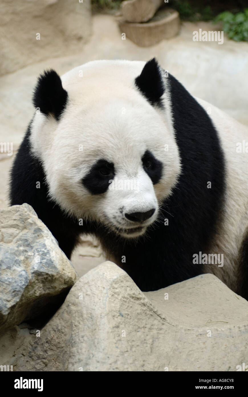 Giant Panda Thailand Chiang Mai Zoo Stock Photo - Alamy