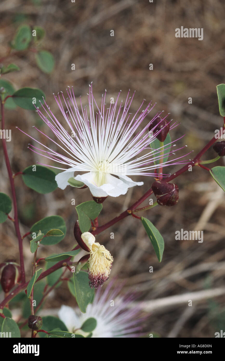 caper, alcaperro, caper berry, caper bud, caper bush, caper fruit ...