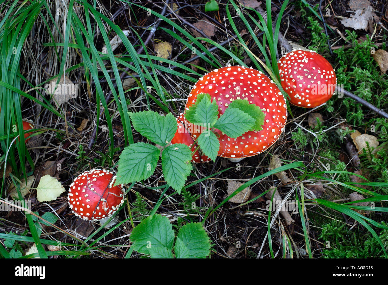 Red death cap ( amanita muscaria ) mushroom , Finland Stock Photo - Alamy