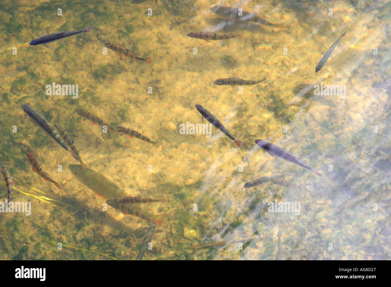 Shoal of fish in shallow water ( small freshwater perches , perca ...