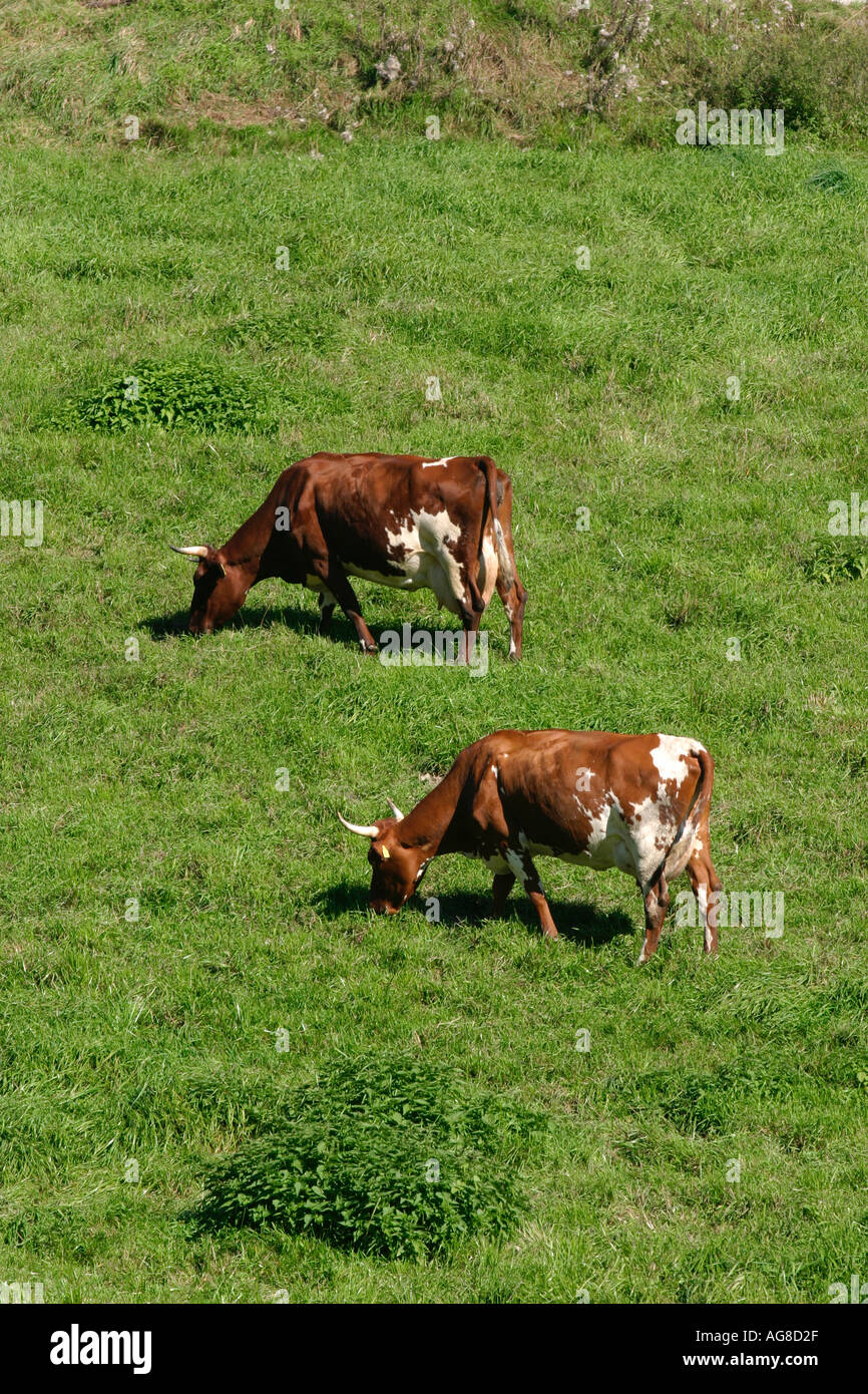 Finland summer cows hi-res stock photography and images - Alamy