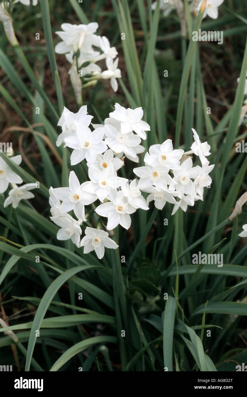 Paper-White Narcissus (Narcissus papyraceus), blooming plant, Spain ...