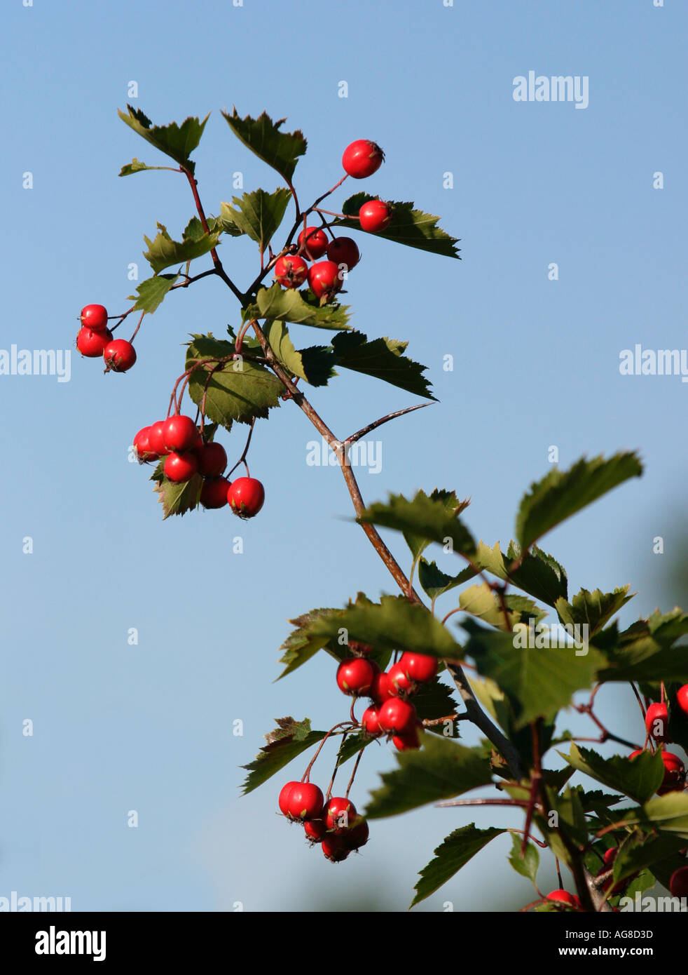 Spiky hawthorn hi-res stock photography and images - Alamy