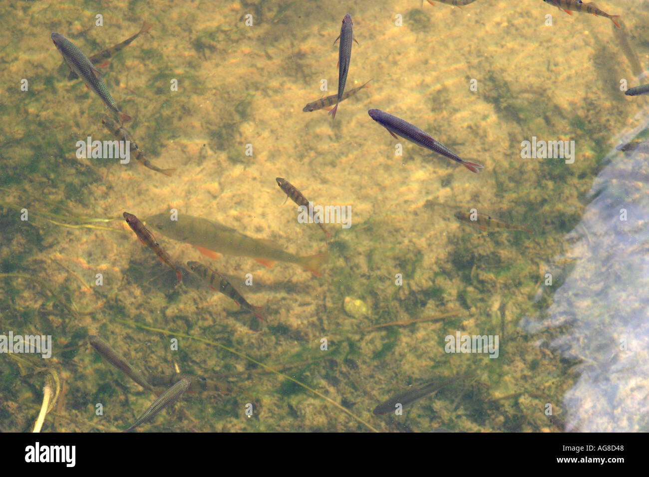 Shoal of perch and roach swimming in shallow water , Finland Stock ...
