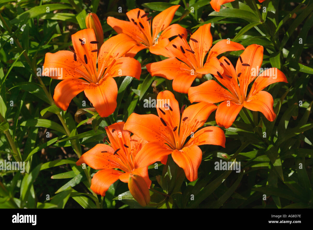Vivid orange lilies hi-res stock photography and images - Alamy