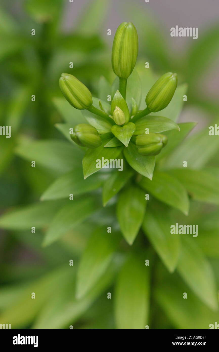 Budding lilly hi-res stock photography and images - Alamy