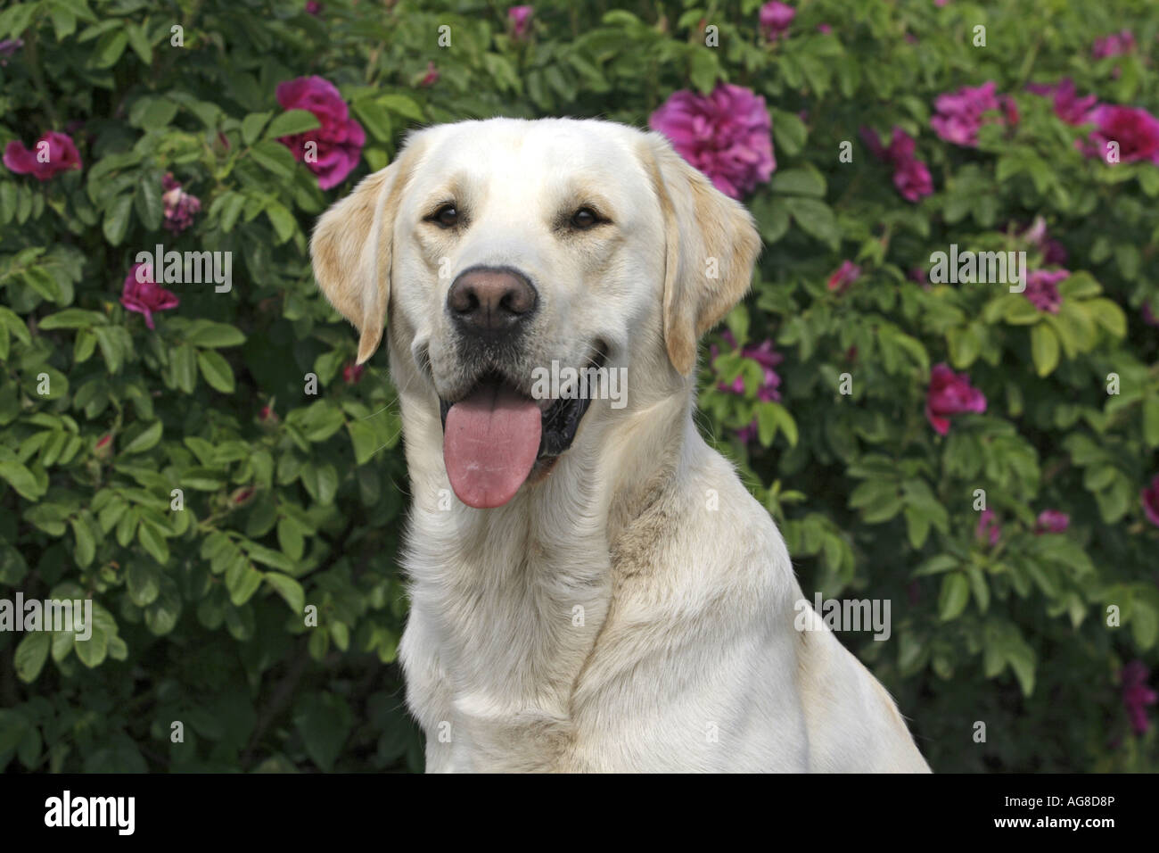 Labrador Retriever (Canis lupus f. familiaris), panting single animal ...