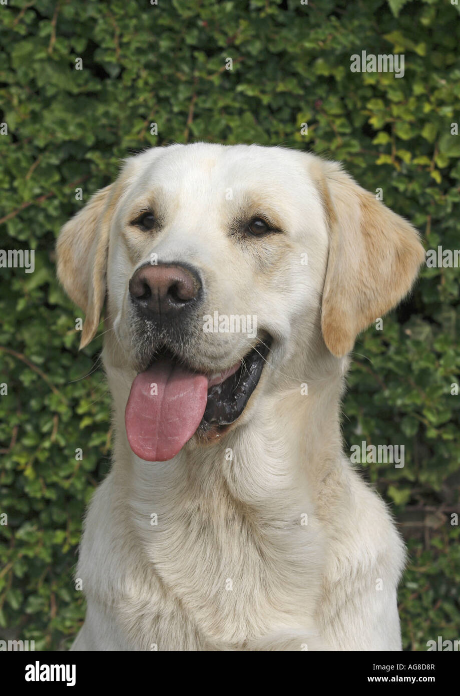 Labrador Retriever (Canis lupus f. familiaris), panting single animal ...