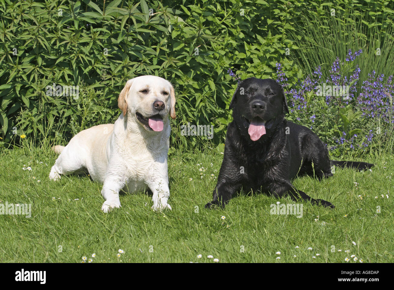 Labrador Retriever (Canis lupus f. familiaris), black and white ...