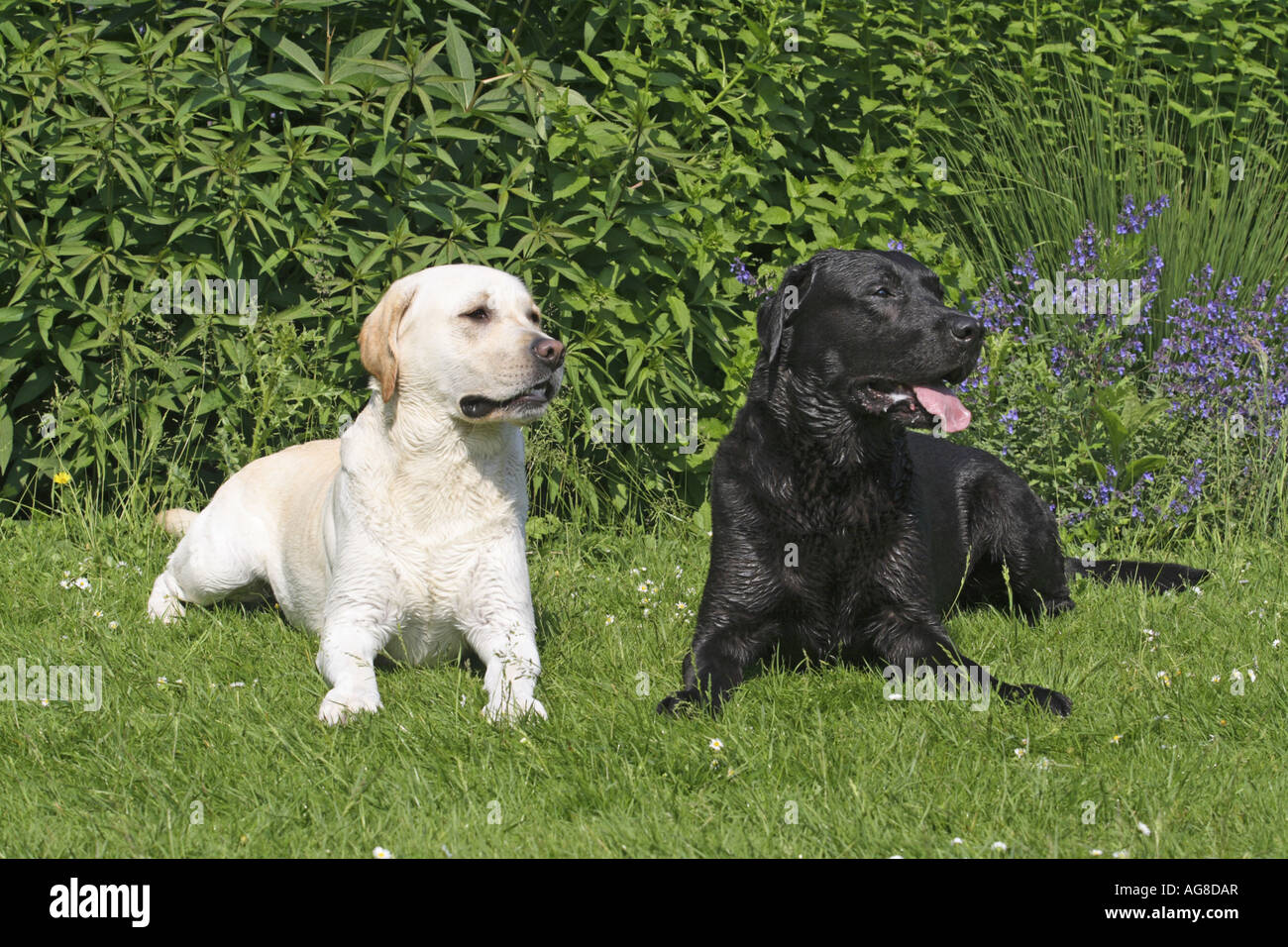 Labrador Retriever (Canis lupus f. familiaris), black and white ...