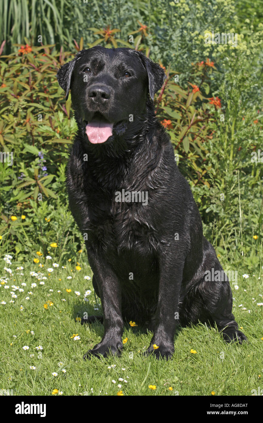 Labrador Retriever (Canis lupus f. familiaris), sitting, Germany Stock ...