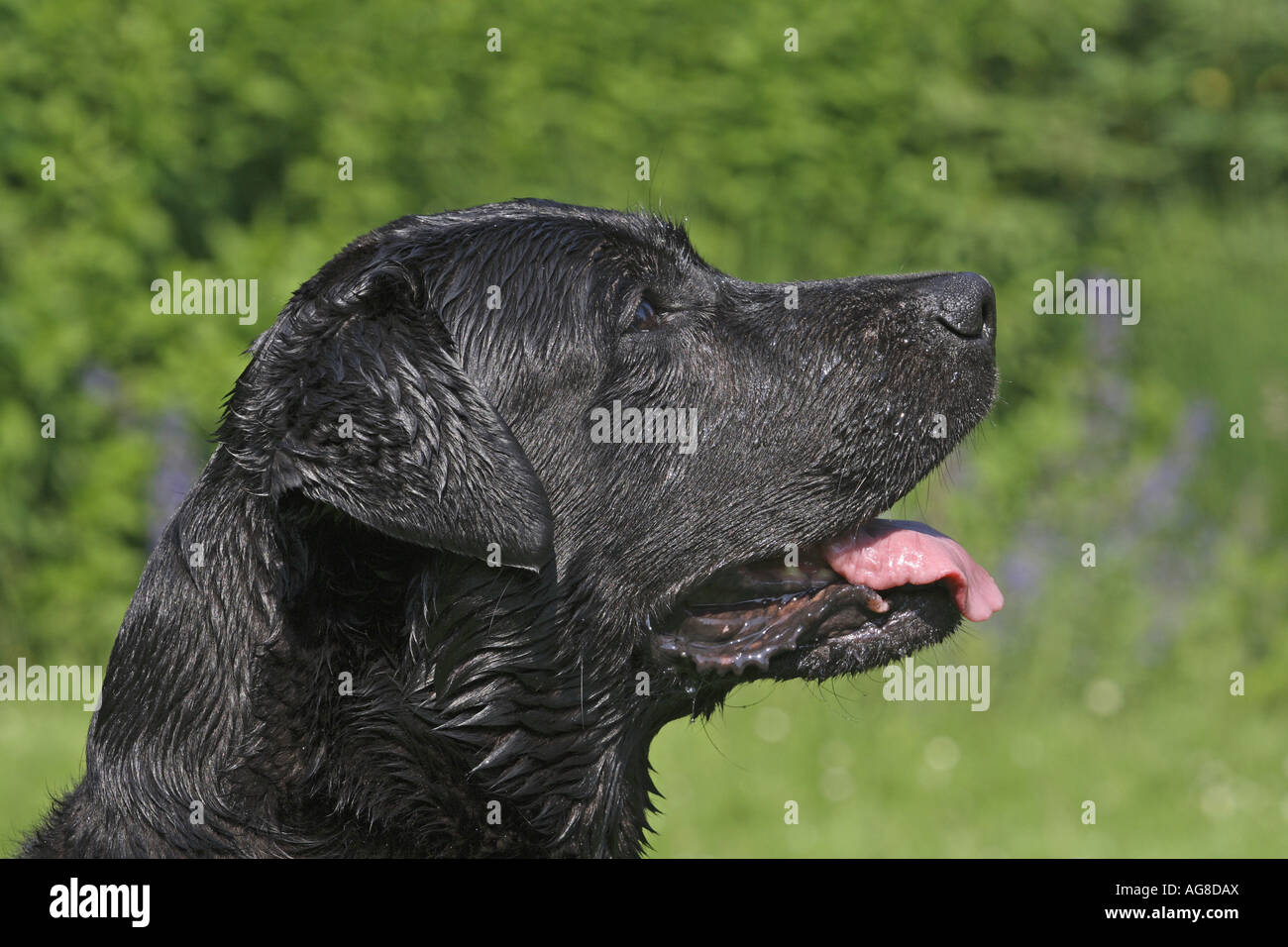Closeup wet black labrador retriever hi-res stock photography and ...