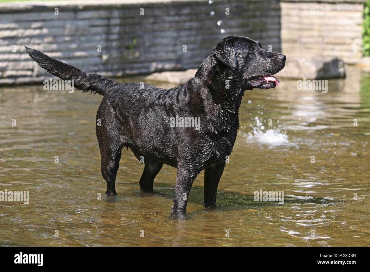 Labrador Retriever (Canis lupus f. familiaris), standing in water ...