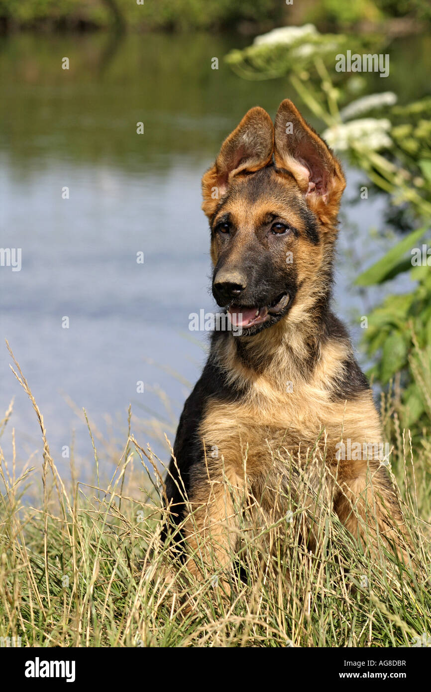 German Shepherd Dog (Canis lupus f. familiaris), whelp, Germany Stock ...